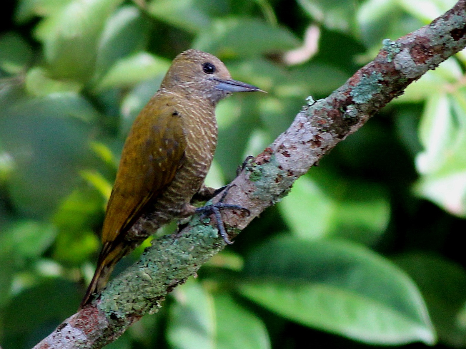 Little Woodpecker - eBird