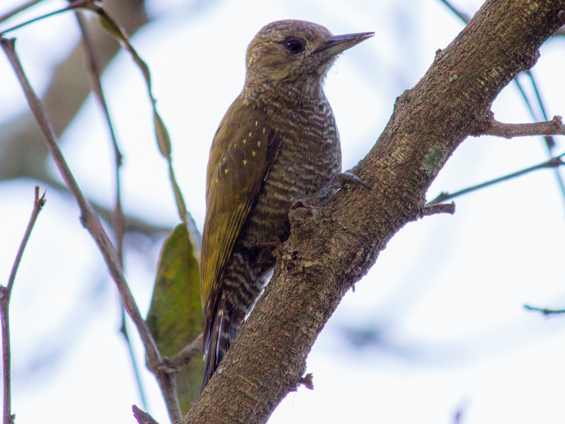 Little Woodpecker - eBird