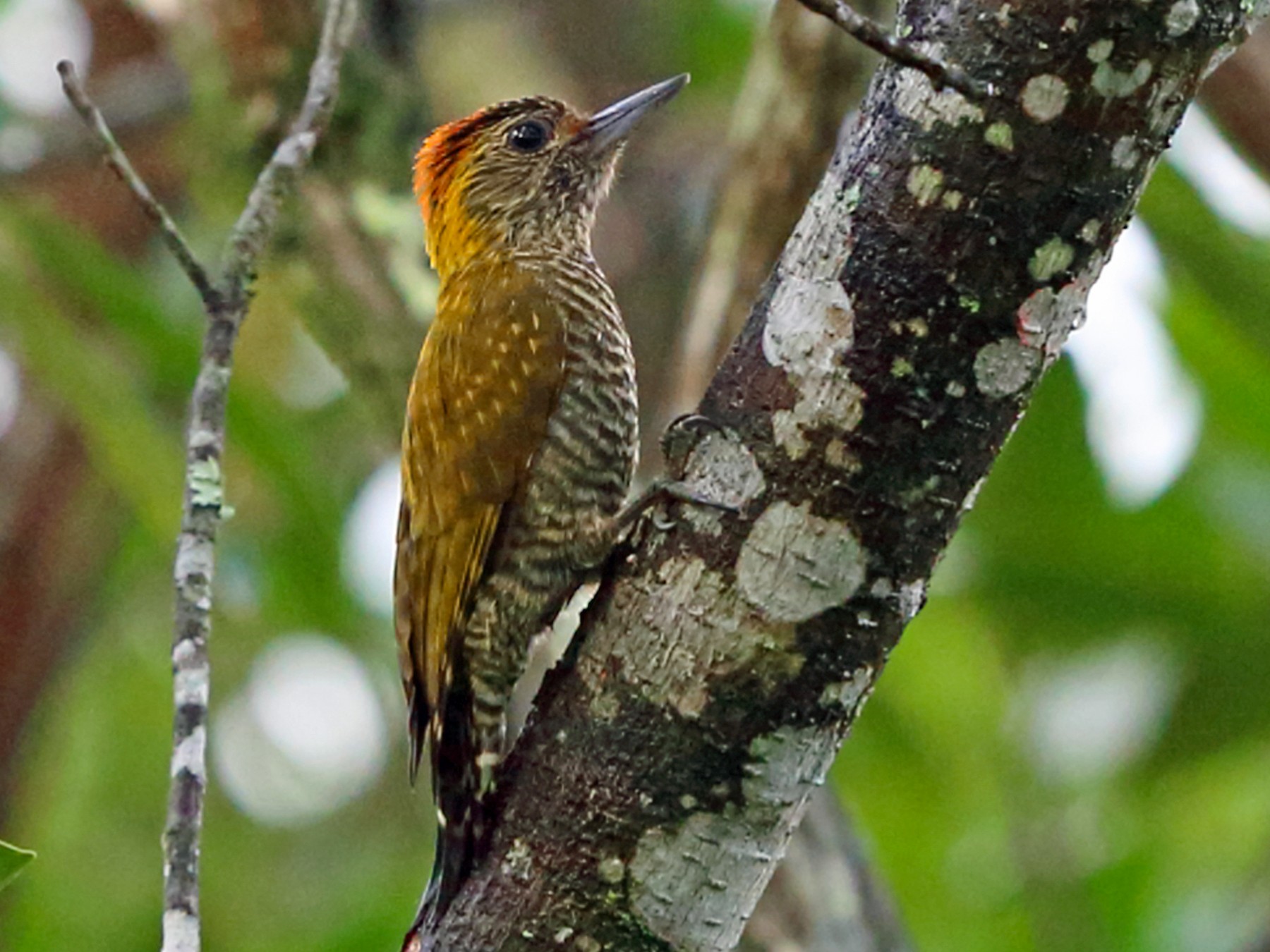 Yellow-eared Woodpecker - eBird
