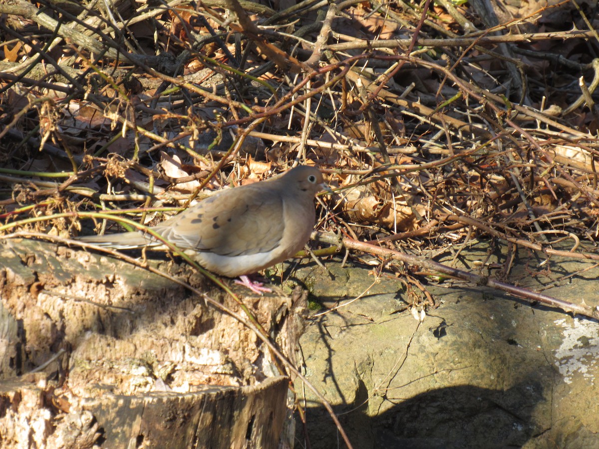 eBird Checklist - 3 Feb 2018 - Garret Mountain Reservation (Park) - 22 ...