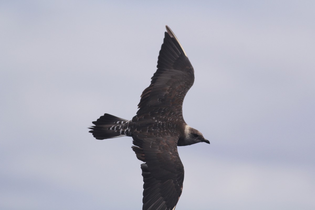 eBird Checklist - 3 Feb 2018 - Eaglehawk Neck Pelagic Trip - 31 species ...