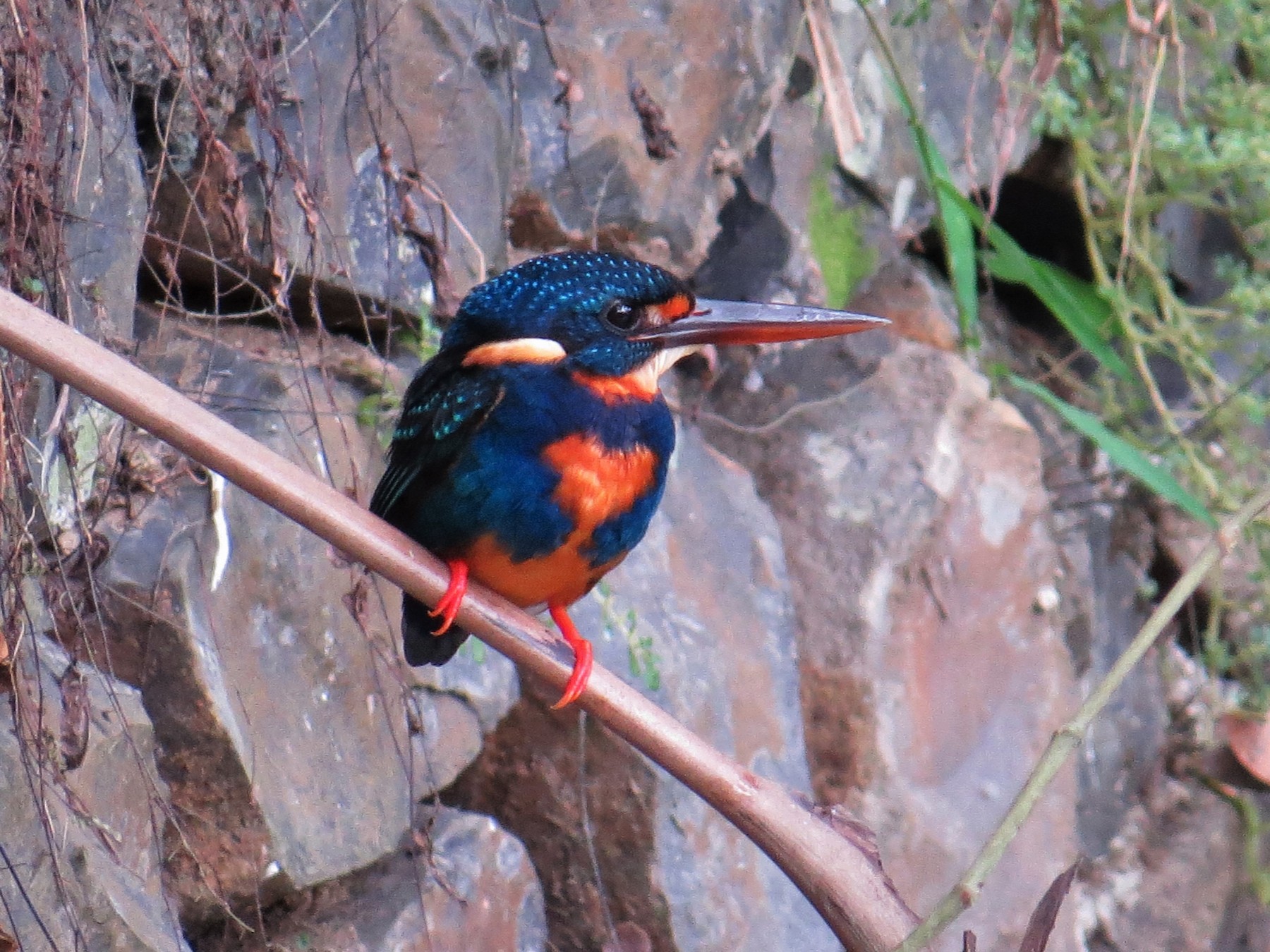 Indigo-banded Kingfisher - eBird