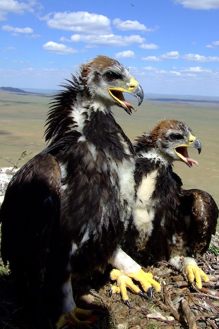 Photos - Golden Eagle - Aquila chrysaetos - Birds of the World