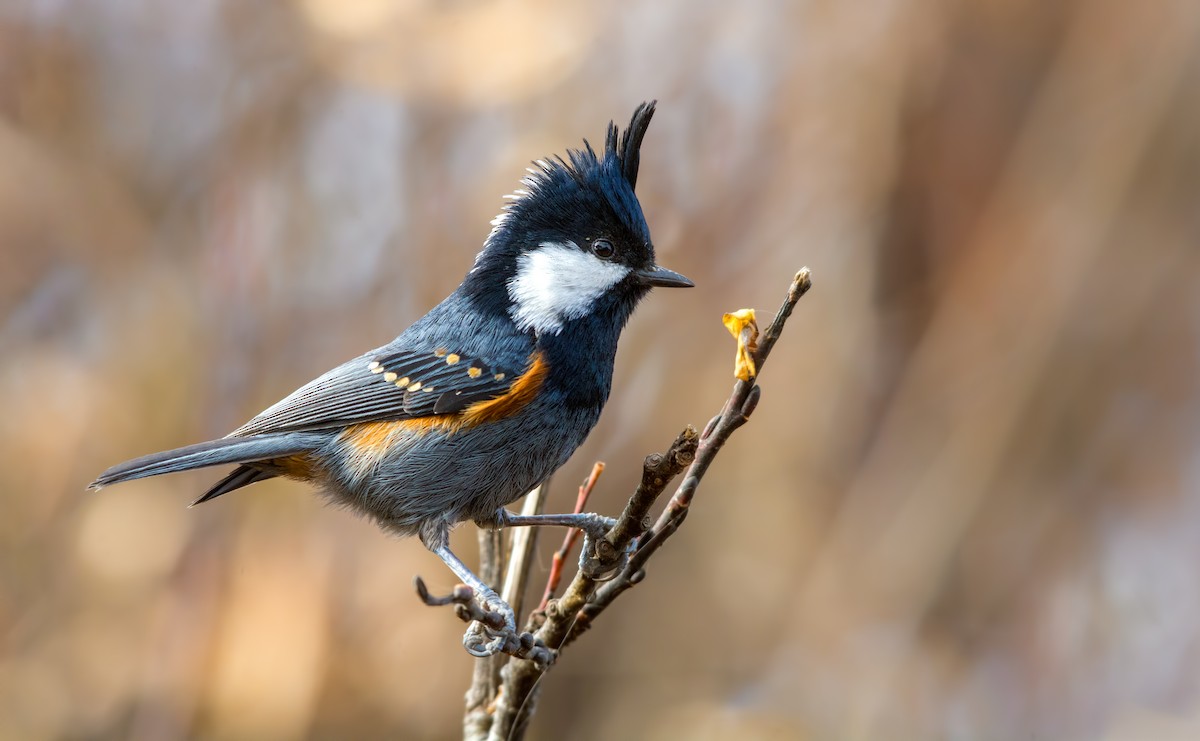 Coal Tit (Black-crested) - eBird