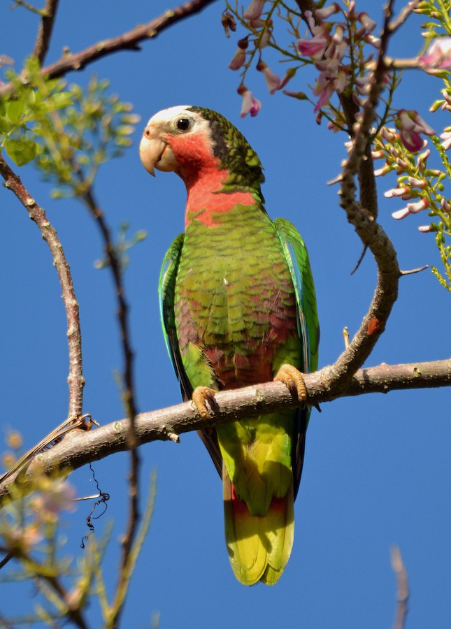 Cuban Parrot (Cuban) - eBird