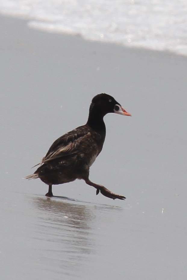 eBird Checklist - 26 Jun 2011 - Fort Pickens - 1 species