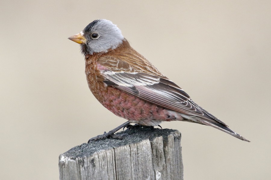 Gray-crowned Rosy-Finch (Hepburn's) - eBird