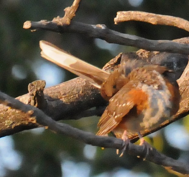 eBird Checklist - 25 May 2012 - Tamarack Ranch SWA - 59 species (+6 ...