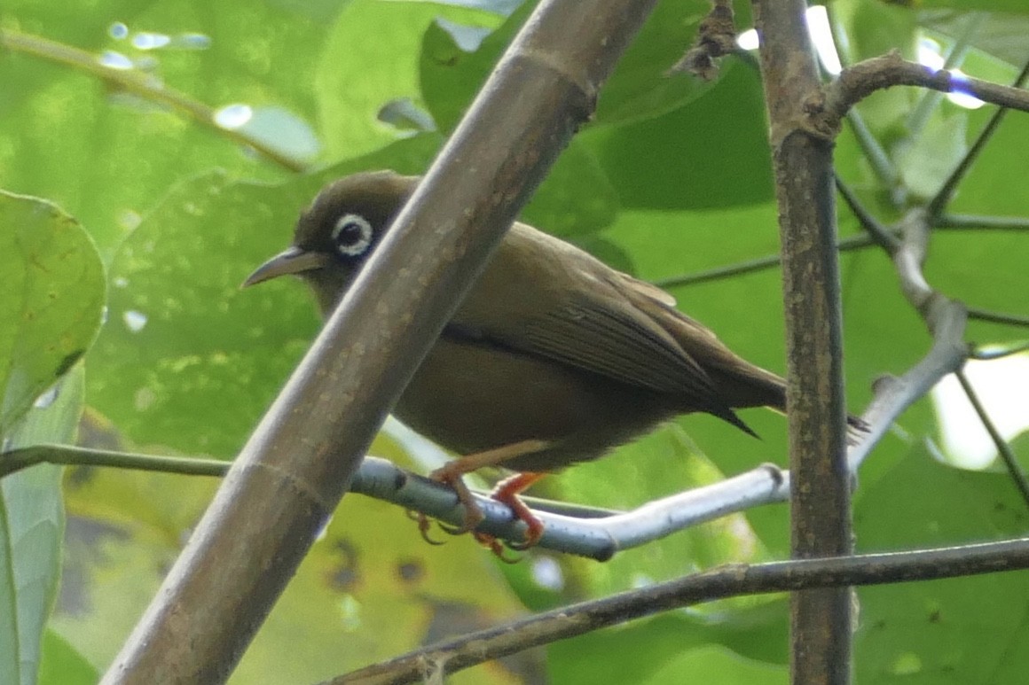 Yap White-eye - Zosterops oleagineus - Birds of the World