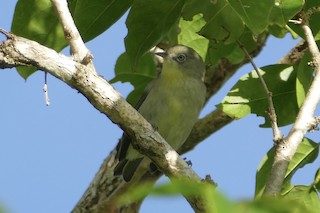 Plain White-eye - Zosterops hypolais - Birds of the World