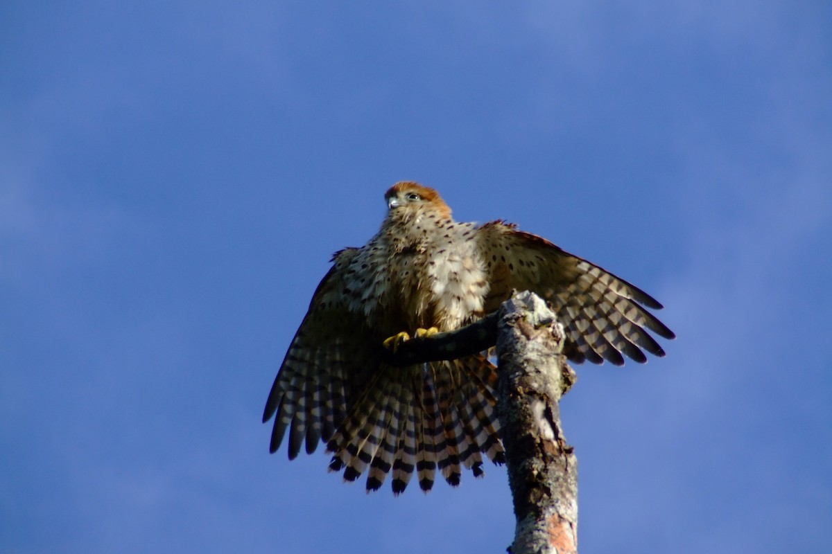 Mauritius Kestrel - Falco punctatus - Birds of the World