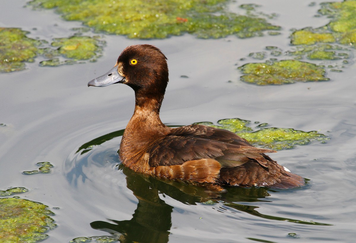 eBird Checklist - 23 Jul 2014 - Maple Lodge NR (Restricted access) - 1 ...