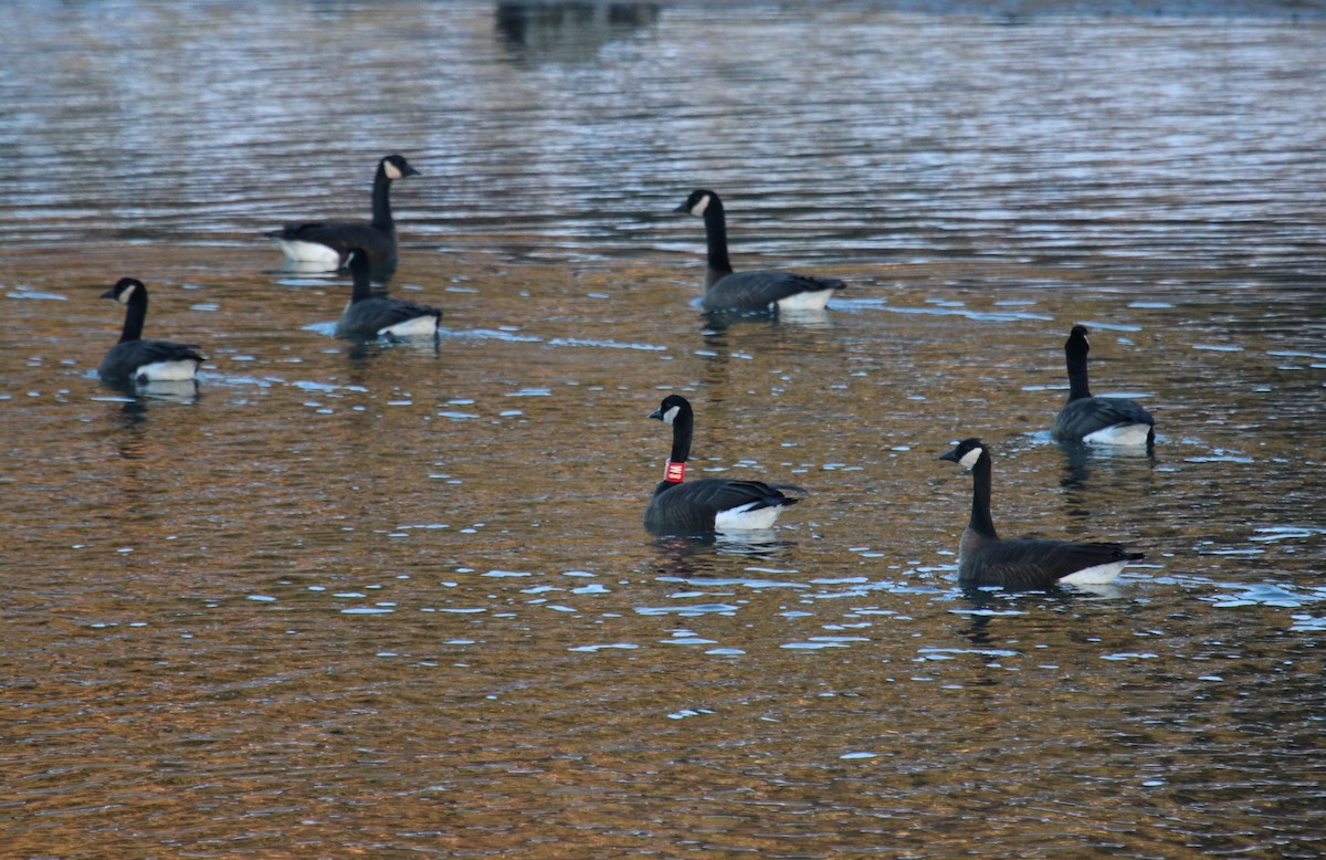 eBird Checklist - 1 Feb 2018 - 2–86 Max Italio Dr, Yakutat US-AK (59. ...