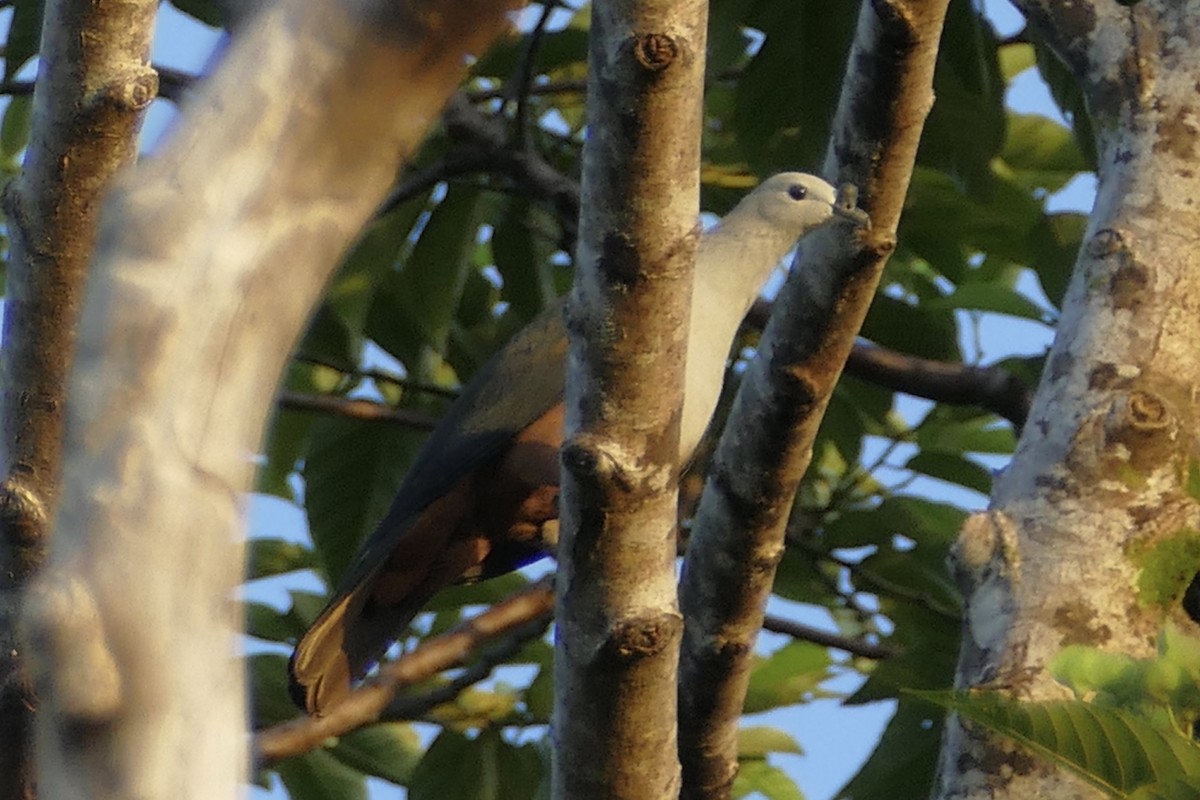 Micronesian Imperial-Pigeon - Ducula oceanica - Birds of the World