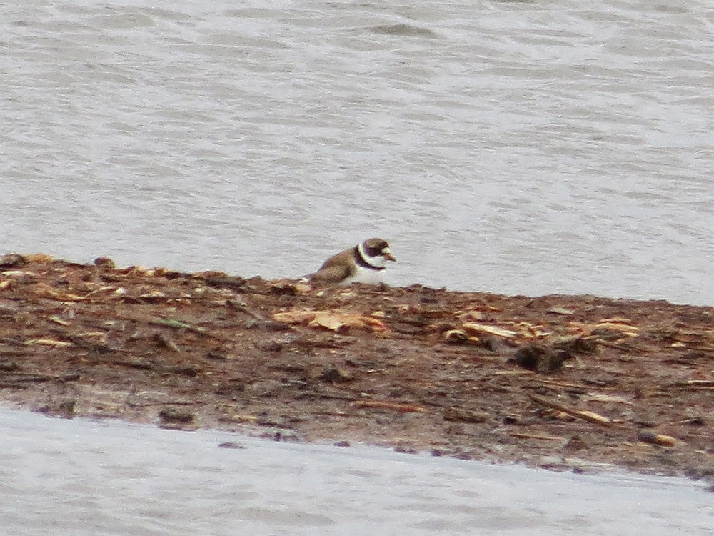 eBird Checklist - 21 Jul 2012 - Prime Hook NWR--Prime Hook Beach Rd ...