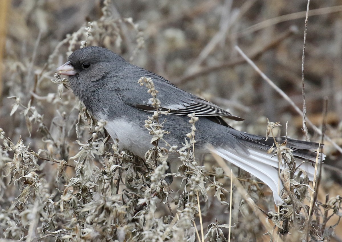 Dark-eyed Junco (White-winged) - eBird