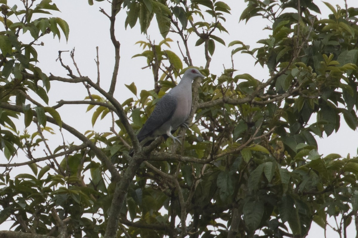 Afep Pigeon - Columba unicincta - Birds of the World