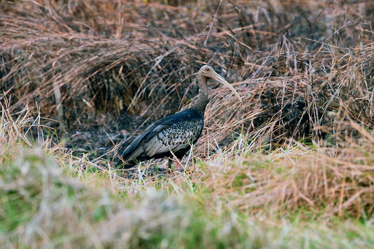 Giant Ibis - Pseudibis gigantea - Birds of the World