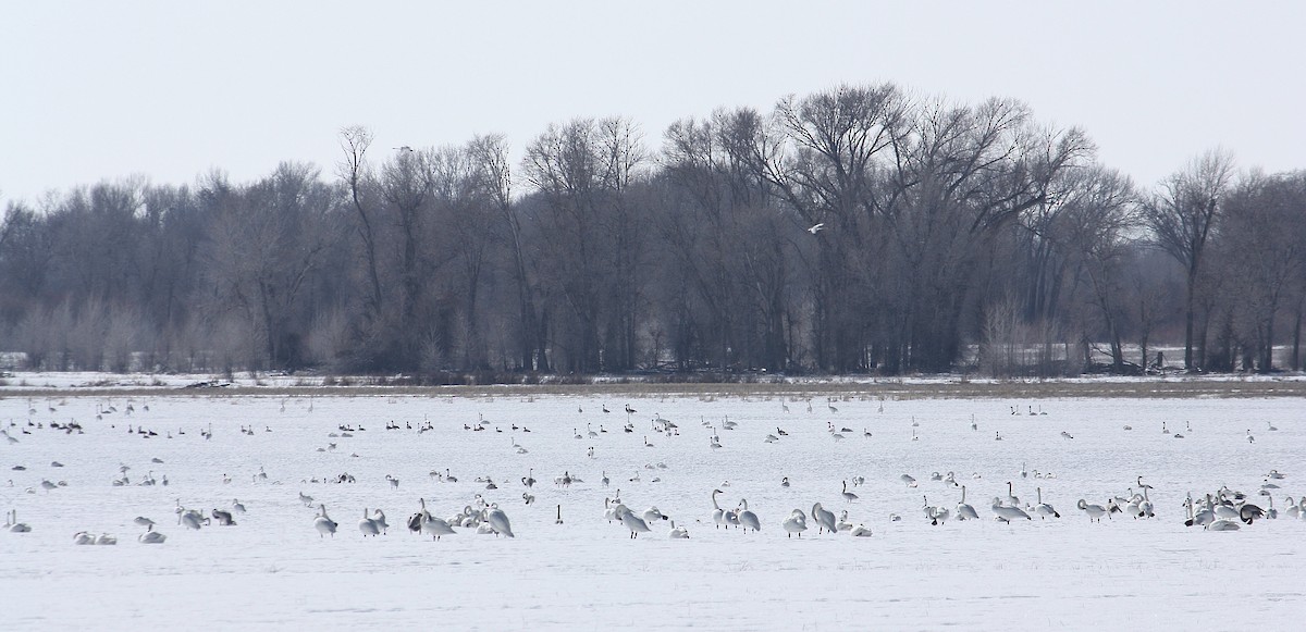 Great Backyard Bird Count Checklist - 16 Feb 2013 - ID - Deer Parks WMU ...