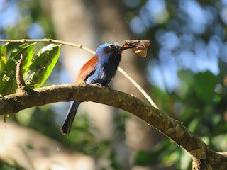 Blue-headed Bee-eater - Merops muelleri - Birds of the World