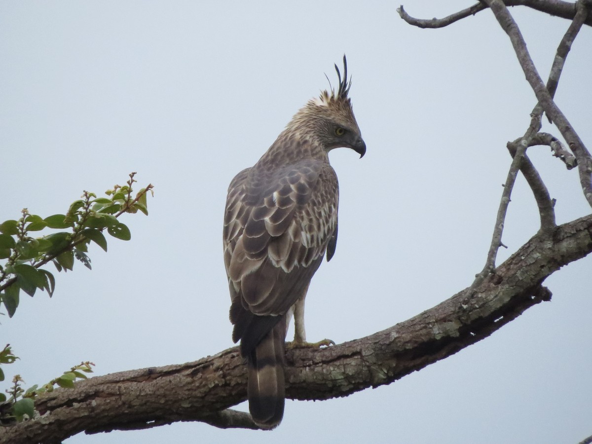 eBird Checklist - 2 Feb 2018 - Uda Walawe NP - 79 species (+7 other taxa)
