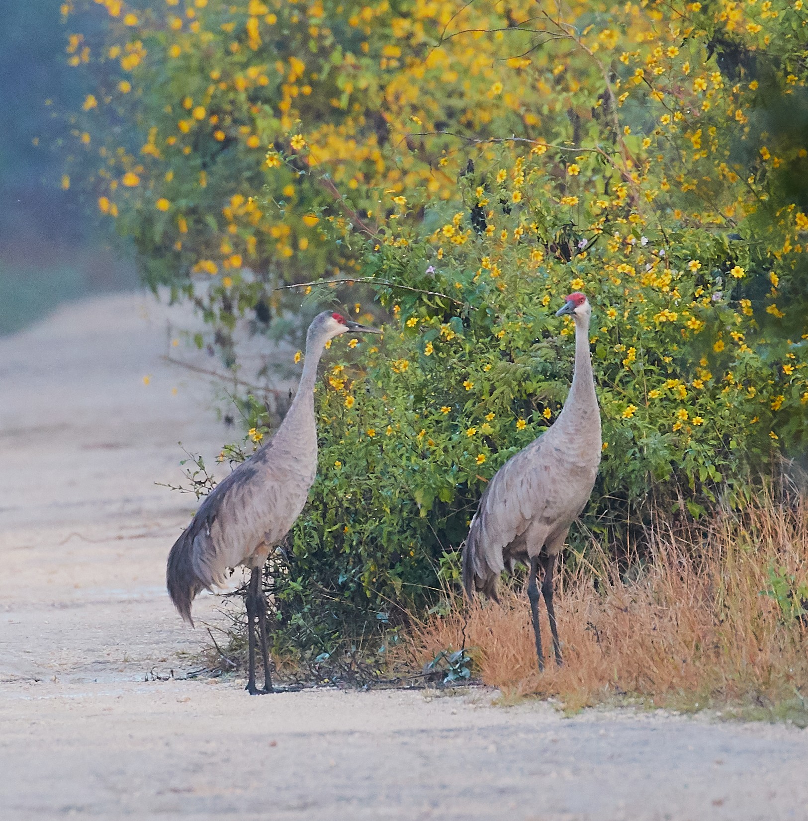 Grulla Gris (nesiotes) - eBird