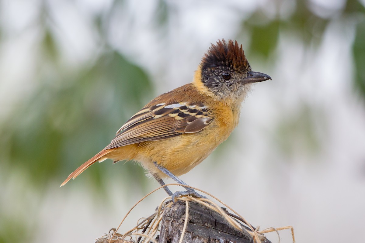 ML85385341 Collared Antshrike Macaulay Library