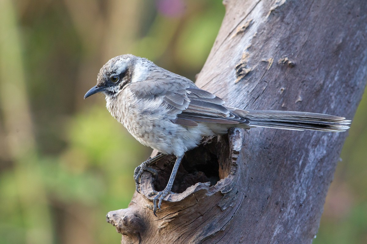 Long-tailed Mockingbird - Mimus longicaudatus - Birds of the World