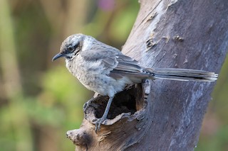 Long-tailed Mockingbird - Mimus longicaudatus - Birds of the World
