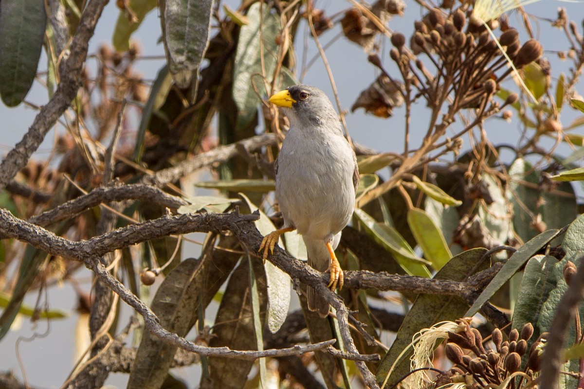 Cinereous Finch - Piezorina cinerea - Birds of the World