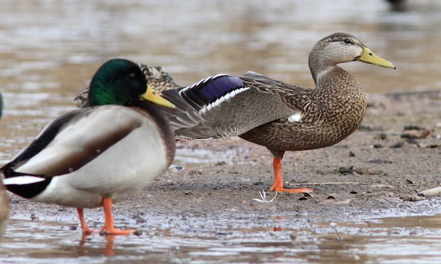 Mexican Duck Duck Goose