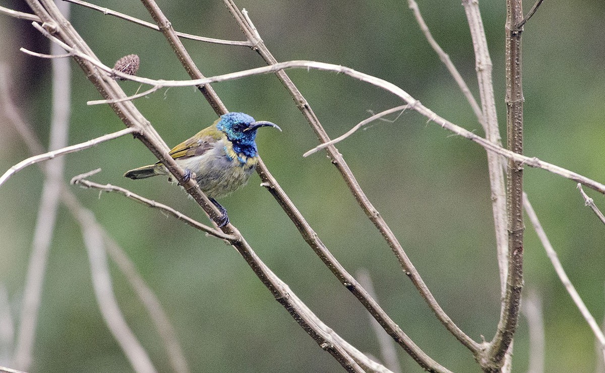 Blue-headed Sunbird - Cyanomitra alinae - Birds of the World