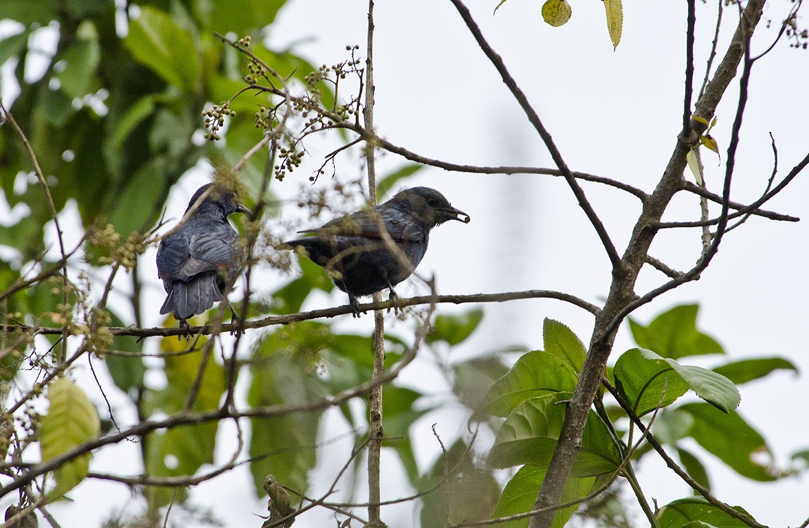 Waller's Starling - Onychognathus walleri - Birds of the World