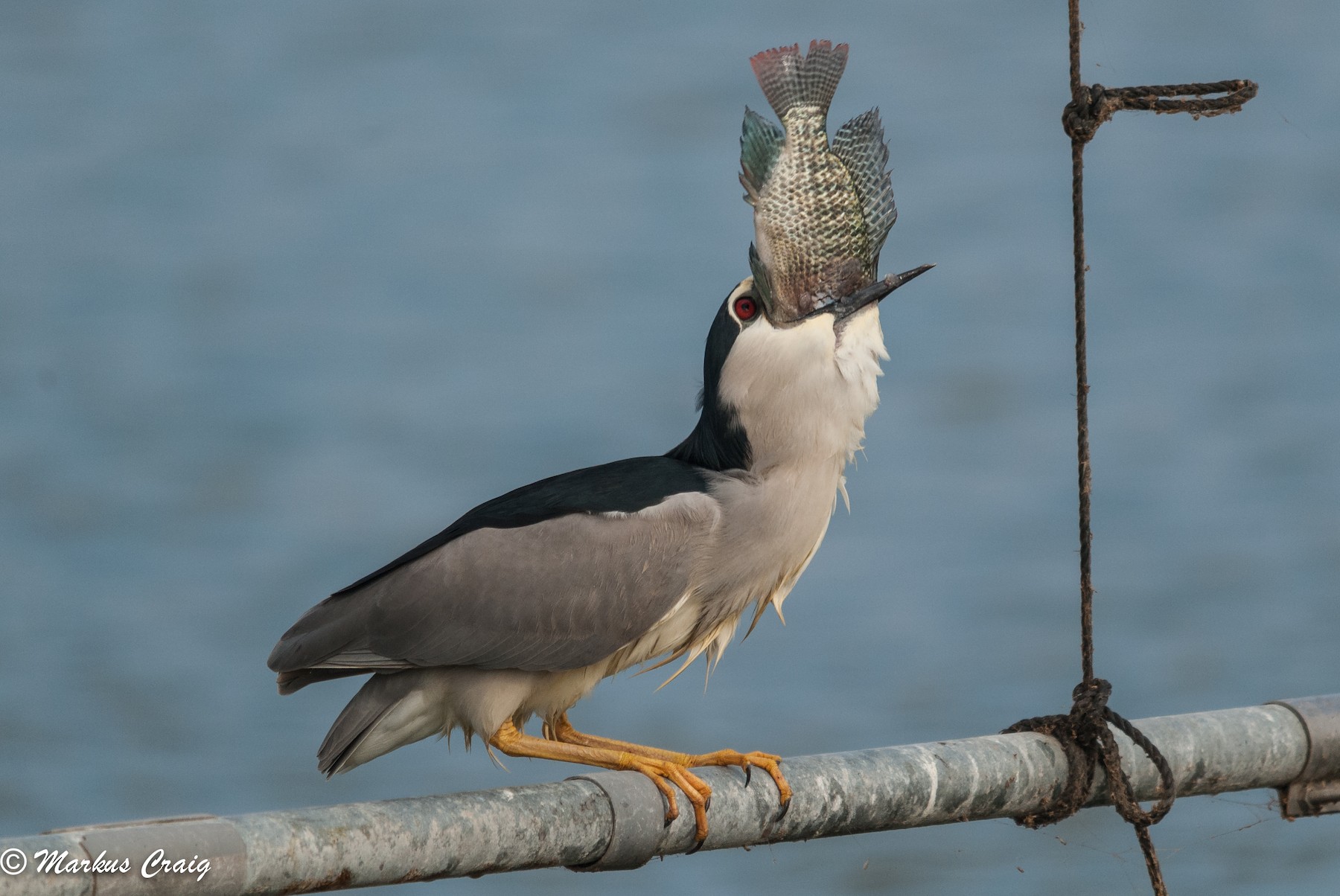 Garza Nocturna Corona Negra (nycticorax) - eBird
