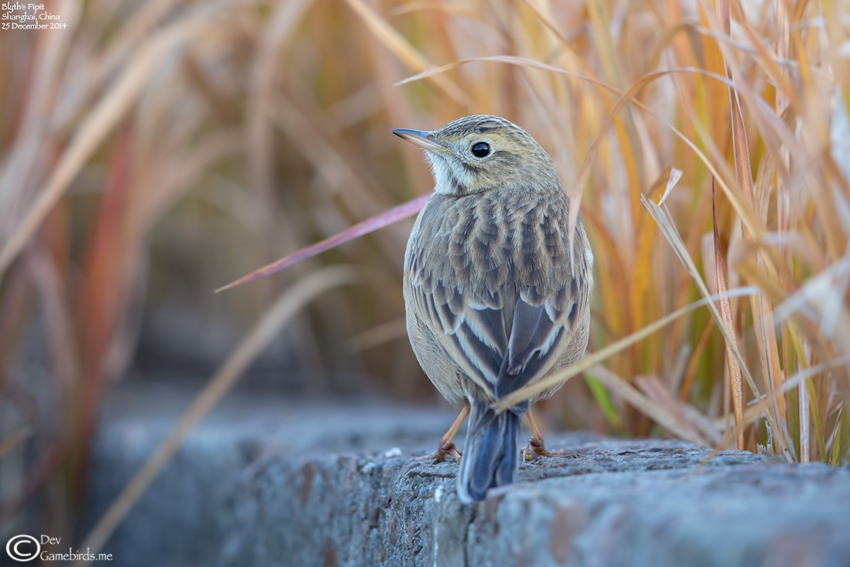 eBird Checklist - 24 Oct 2015 - Hengsha - 91 species