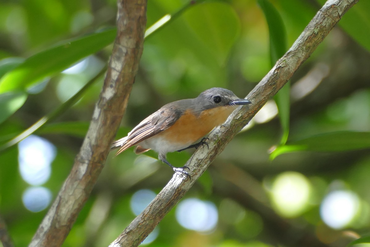 Chuuk Flycatcher - Myiagra oceanica - Birds of the World