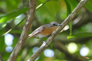 Chuuk Flycatcher - Myiagra oceanica - Birds of the World