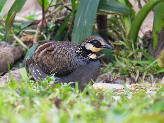Taiwan Partridge - eBird