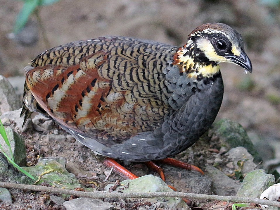 Taiwan Partridge - Arborophila crudigularis - Birds of the World