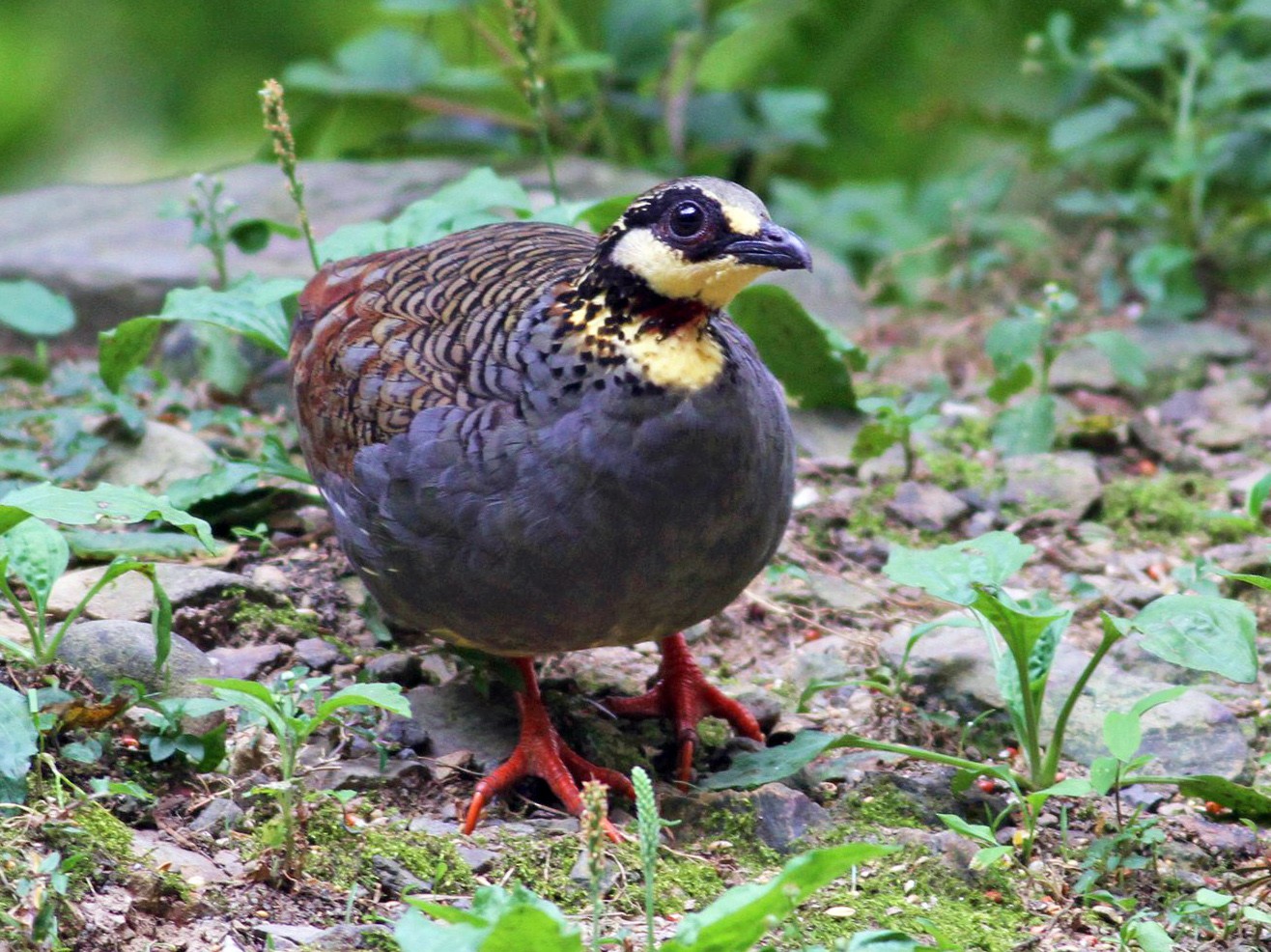 Taiwan Partridge - eBird