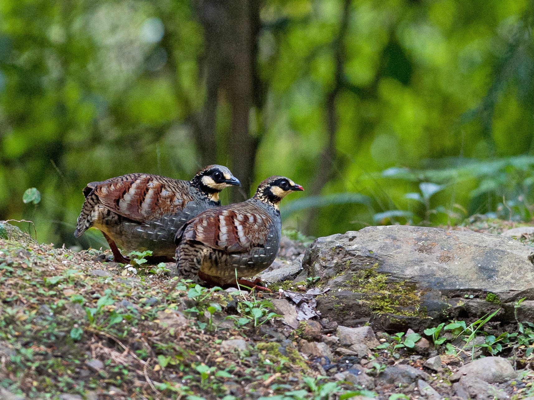 Taiwan Partridge - eBird