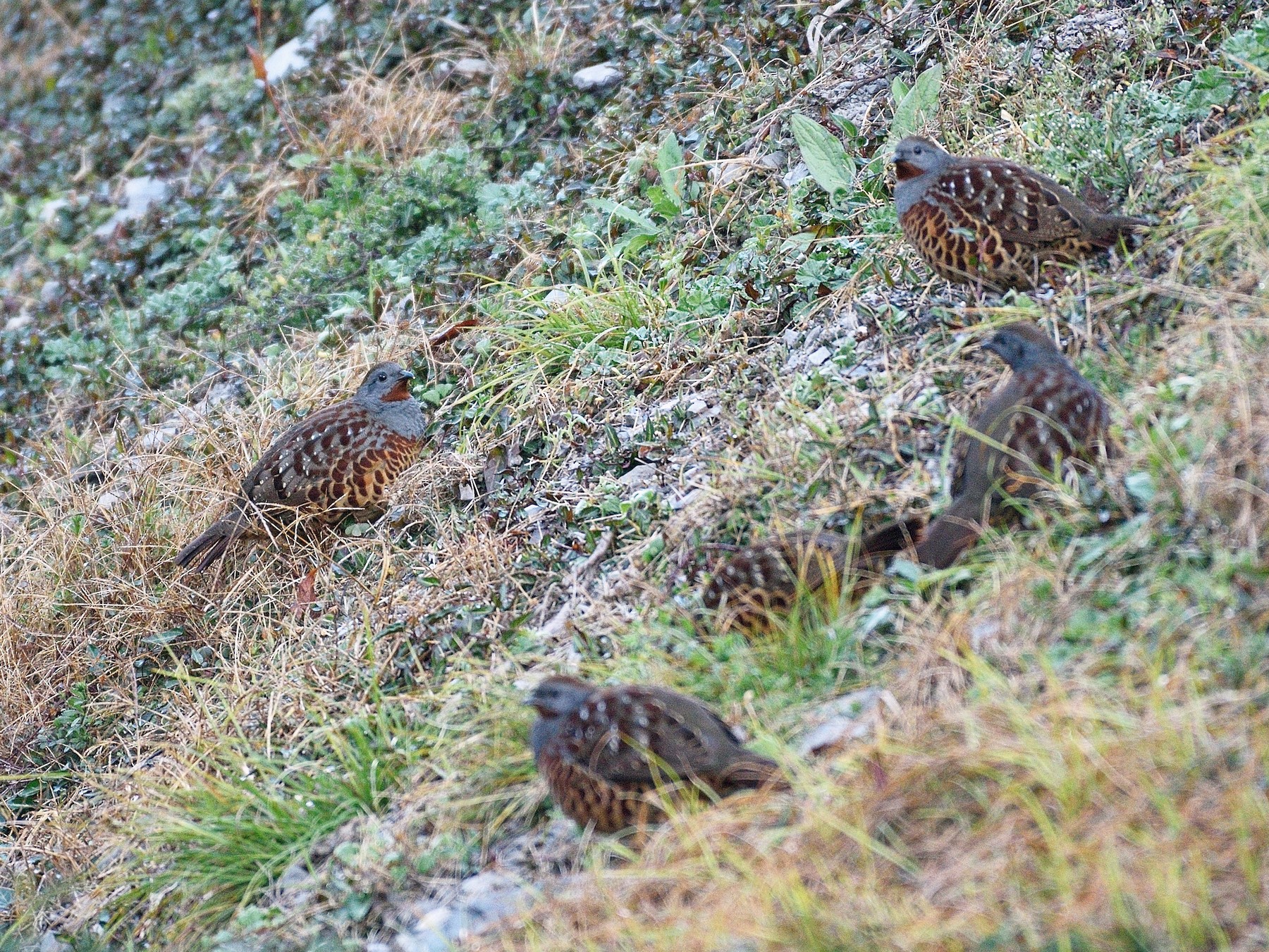 Taiwan Bamboo-Partridge - eBird