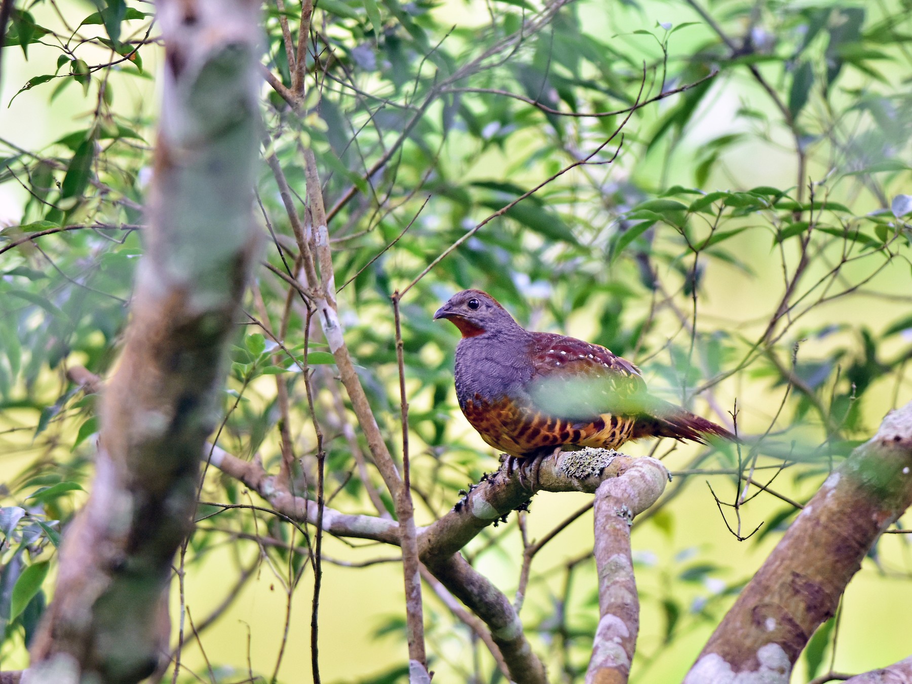 Taiwan Bamboo-Partridge - eBird