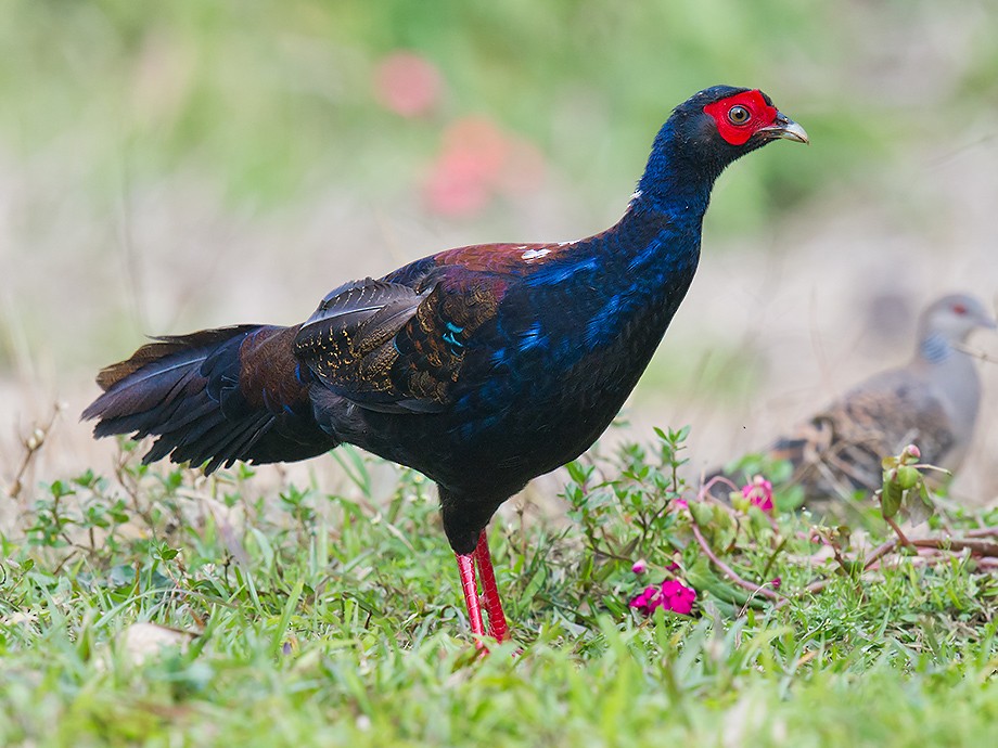Swinhoe's Pheasant - eBird