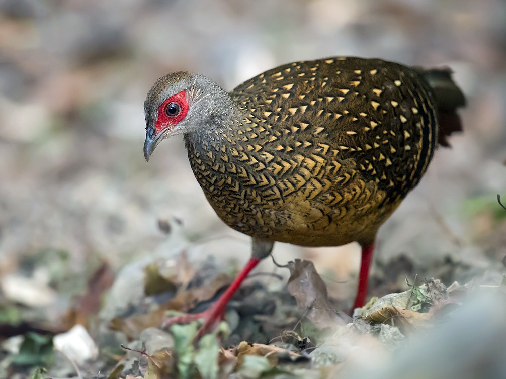 Swinhoe's Pheasant - eBird