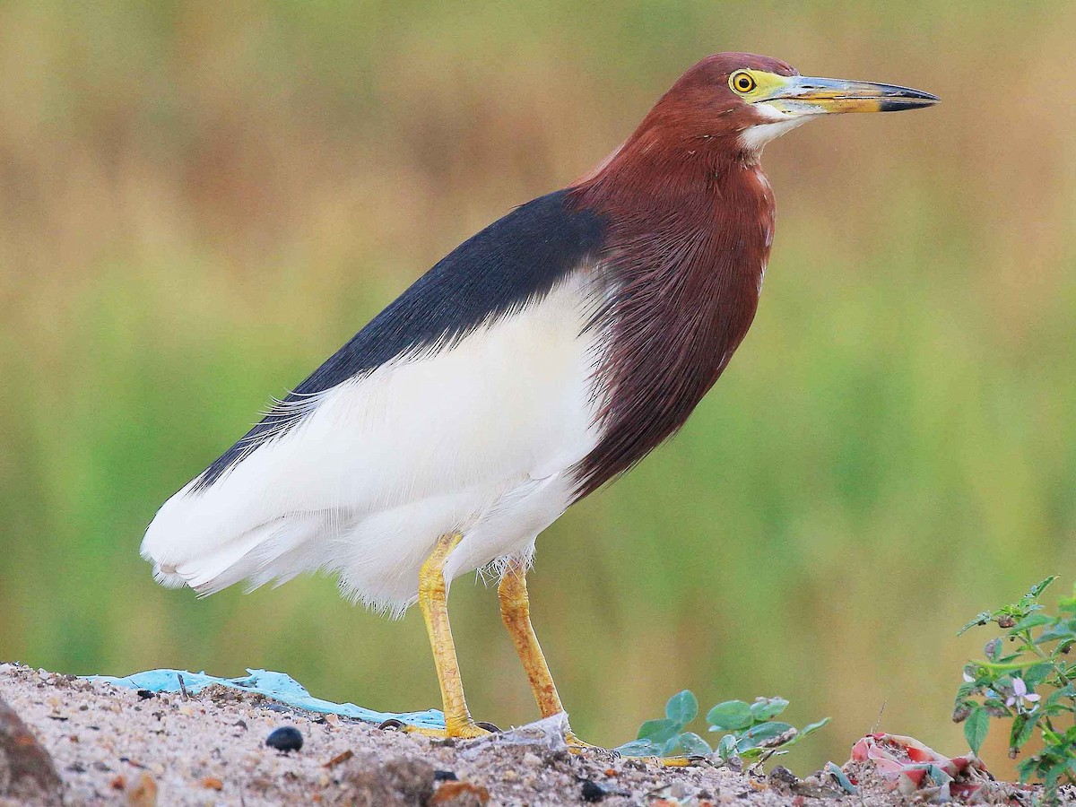 Chinese Pond-Heron - Ardeola bacchus - Birds of the World