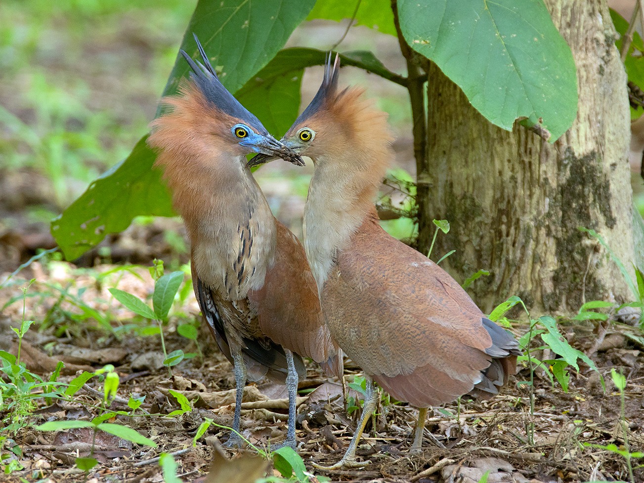 Malayan Night Heron - eBird