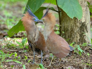 Malayan Night Heron - eBird