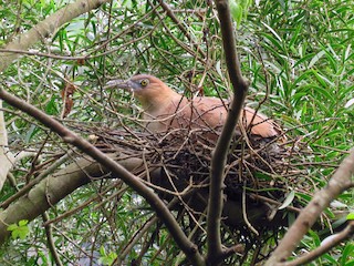 Malayan Night Heron - eBird