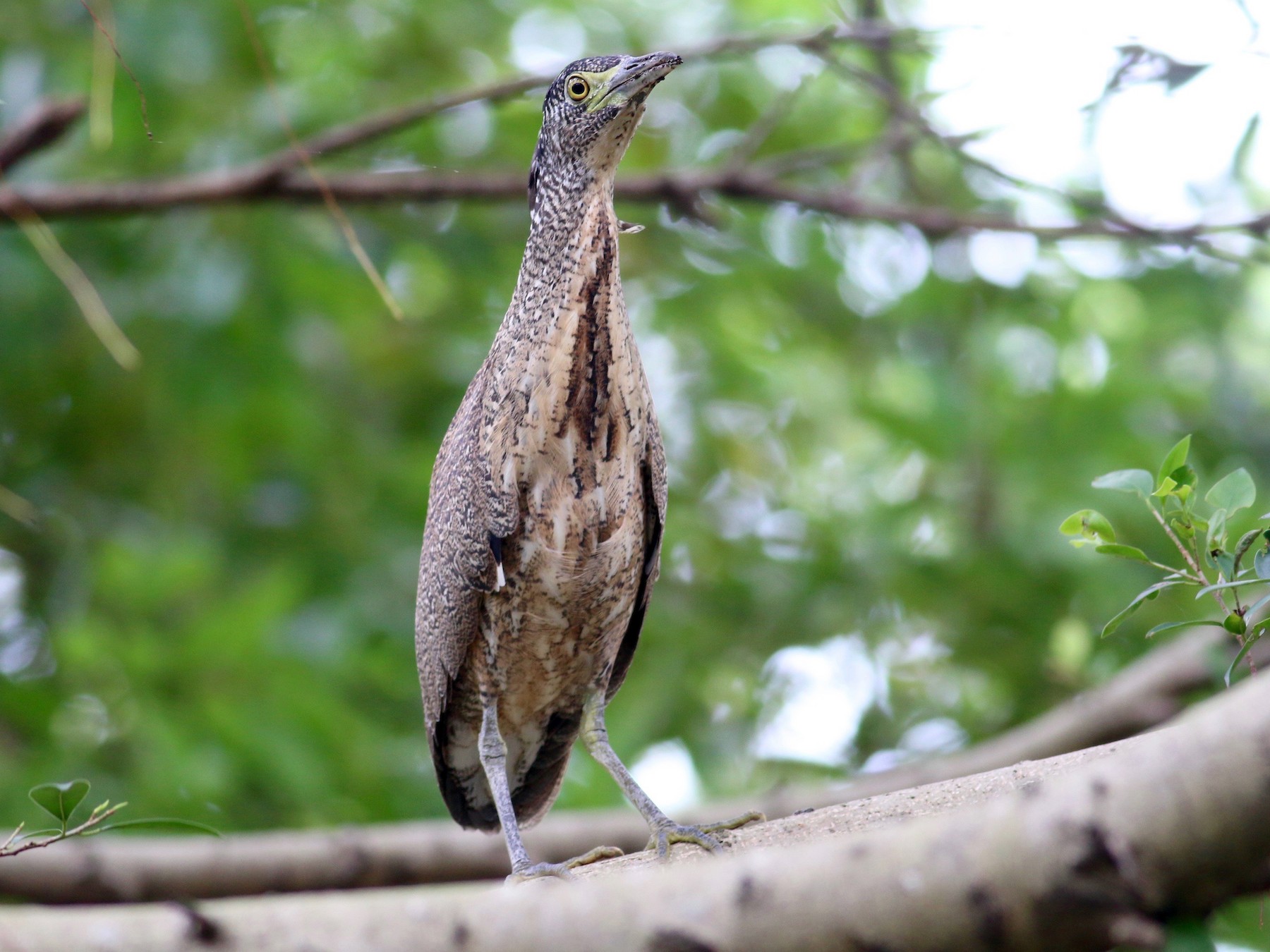 Malayan Night Heron - eBird